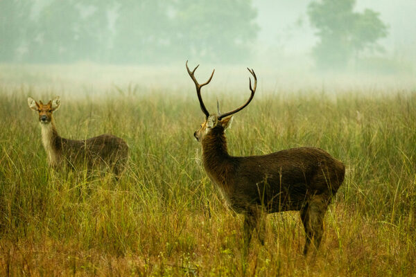 KANHA NATIONAL PARK – A QUICK WILDLIFE SAFARI GUIDE - THE RUNNING TORTOISE
